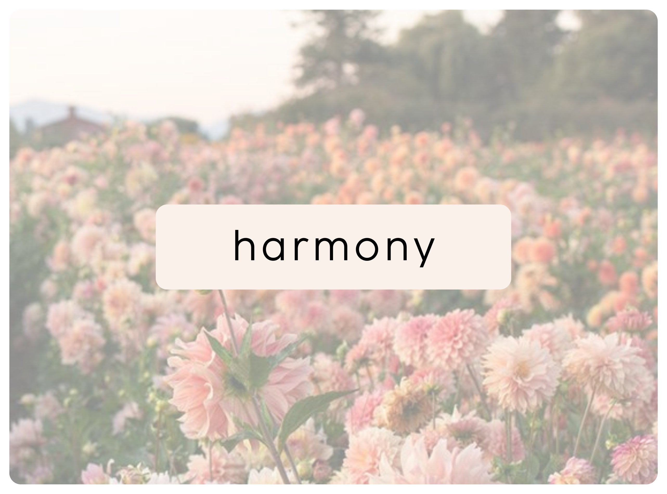 harmony – Collective Harmony Co